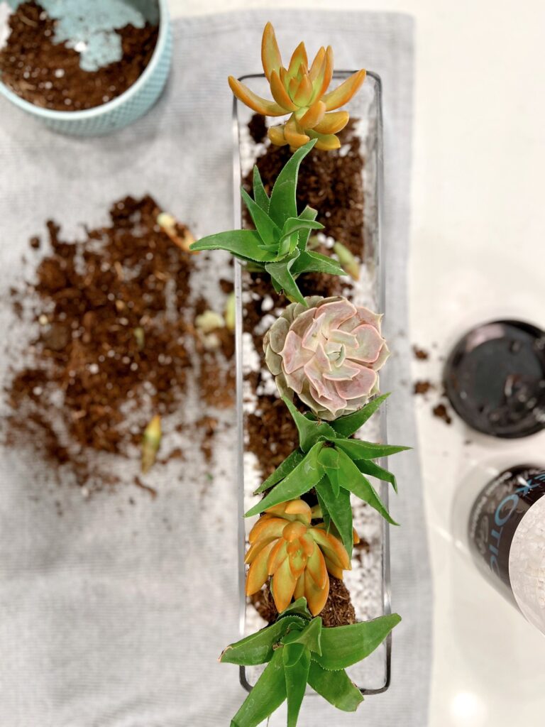 Layered Beauty: How to Plant Succulents in a Glass Container